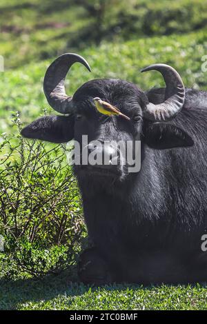 Italian Mediterranean Buffalo - Water Buffalo (Bubalus bubalis Stock ...