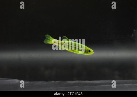 Glofish, genetically engineered fluorescent fish in an aquarium Stock ...