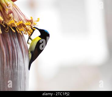 Purple sunbird (Cinnyris asiaticus) and Loten's sunbird (Cinnyris ...
