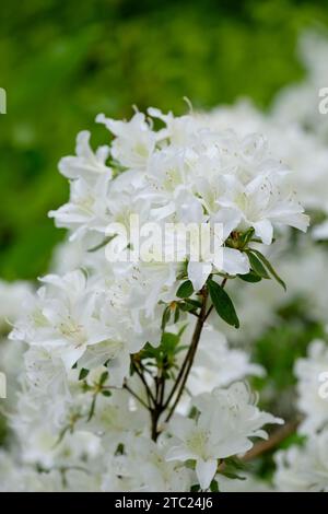 Rhododendron Mary Helen (Glenn Dale), azalea Mary Helen, white flowers ...