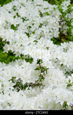 Rhododendron Mary Helen (Glenn Dale), azalea Mary Helen, white flowers ...