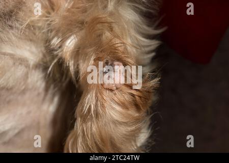 Wart on dog paw, possibly caused by age, skin alteration, close-up ...