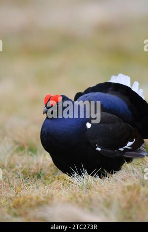 Red Grouse male in Springtime with flared red eyebrows. Facing right in ...