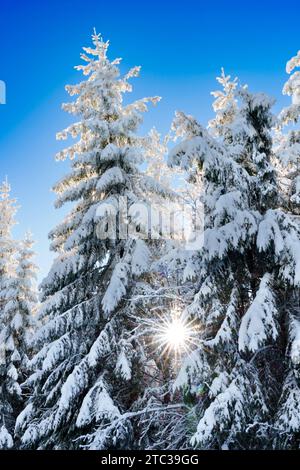 Rime on treetops in winter forest on cloudy sky Stock Photo - Alamy
