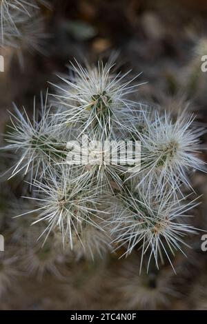 Silver Cholla (Cylindropuntia echinocarpa Stock Photo - Alamy