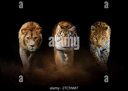 Big cats: Lion, tiger and leopard, together on a black background ...