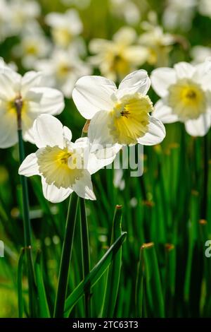 Yellow and white spring narcissus flowers in garden Stock Photo - Alamy