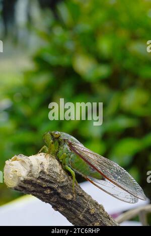 Cicada (order Hemiptera) sitting on the twig Yaylata, Bulgaria, Europe ...