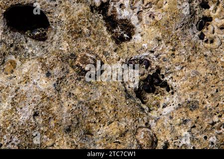 Mediterranean Limpet (Patella caerulea Stock Photo - Alamy