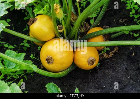 Closeup shot of a raw Summer squash plant with green leaves Stock Photo ...
