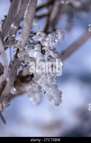 A frozen grape, delicately encased in frost, stands against a snowy ...