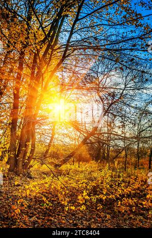 in autumn forest instagram stile Stock Photo - Alamy