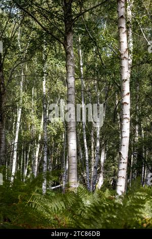 Silver Birch Trees at Arne Nature Reserve, Dorset, UK Stock Photo - Alamy