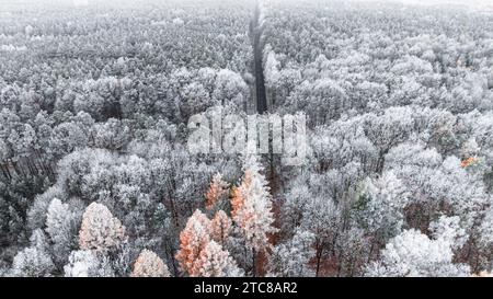 Frozen forest with rime and black asphalt road in winter, Poland ...