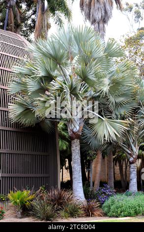 Bismarck palm (Bismarckia nobilis) is a palm endemic to northwestern ...