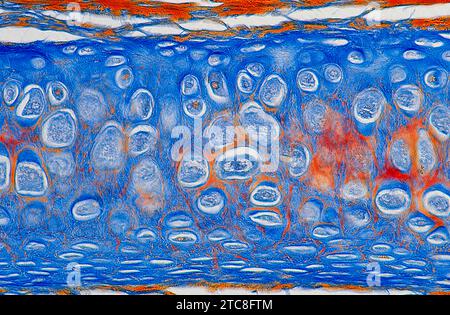 Ear section showing elastic cartilage tissue with chondrocytes. Optical ...