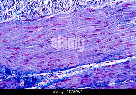 Smooth muscle tissue. Optical microscope, magnification X200 Stock ...
