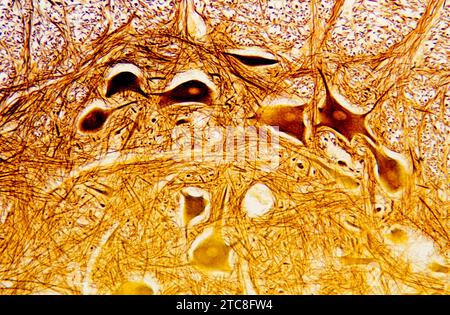 Nerve or nervous tissue. Optical microscope, magnification X100 Stock ...