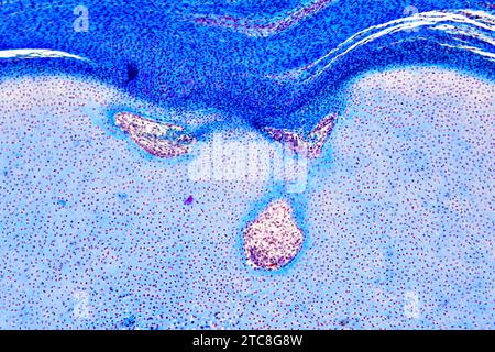 Connective tissue, transition of cartilage to bone in human fetus ...