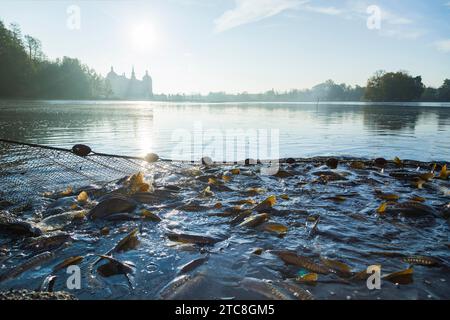 Fishing of the castle pond in Moritzburg Stock Photo - Alamy