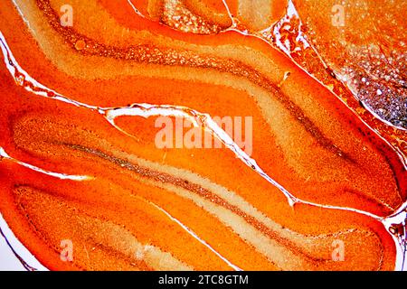 Cerebellum cross section (Cajal stain). Light microscope X40 at 10 cm ...