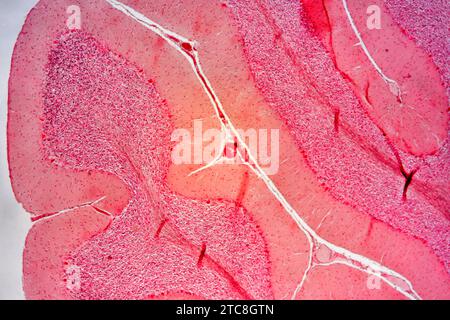Human cerebellum cross section. Light microscope X40 at 10 cm wide ...