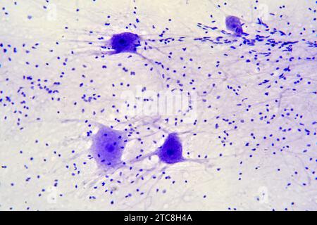 Motor neurona and glia cells. Light microscope X600 at 10 cm wide Stock ...