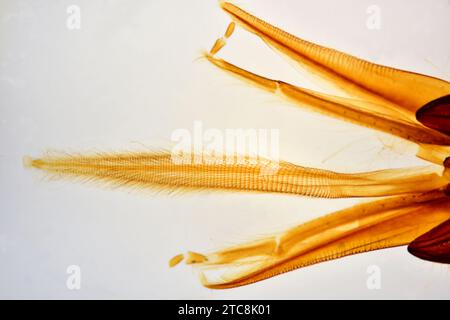 Microscope slide of a honey bee, Apis mellifera, dorsal view Stock ...
