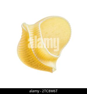 pasta shell isolated on white background Stock Photo - Alamy
