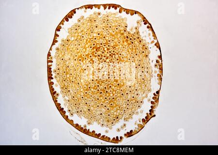 Ascaris megalocephala female, uterus with meiosis. Horse intestine ...
