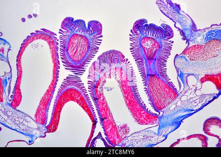 Asterias sp. cross section showing mucus glands and suckers. Light ...