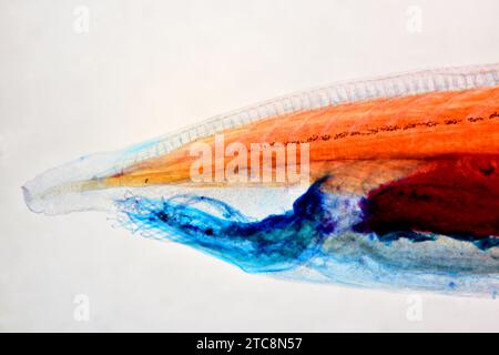 Lancelet (Branchiostoma lanceolatum or Amphioxus lanceolatus) is a ...