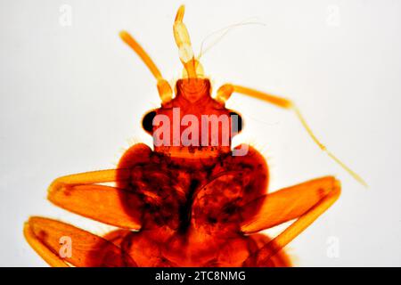 Bed bug. Light micrograph of a bed bug (Cimex lectularius) with its ...
