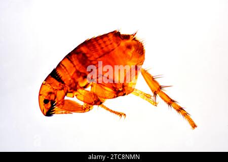 Dog flea (Ctenocephalides canis) is an hematophagous parasitic insect ...