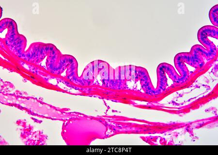 Earthworm (Oligochaeta) cross section showing cuticle, epidermis ...