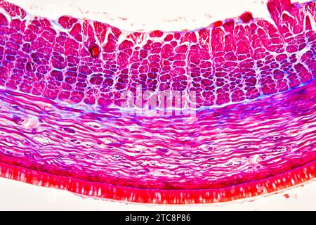 Earthworm (Oligochaeta) cross section showing cuticle, epidermis ...