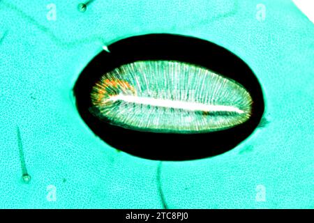Insect trachea. Light microscope X150 at 10 cm wide Stock Photo - Alamy