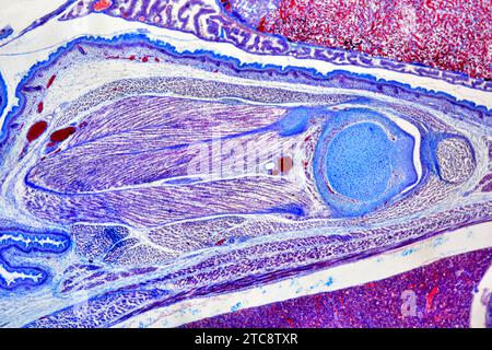 Mouse uterus with embryo. Light microscope X50 at 10 cm wide Stock ...