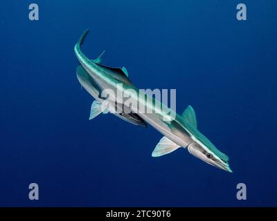 Two ship mounts (Echeneidae), monochrome blue background, detachable ...