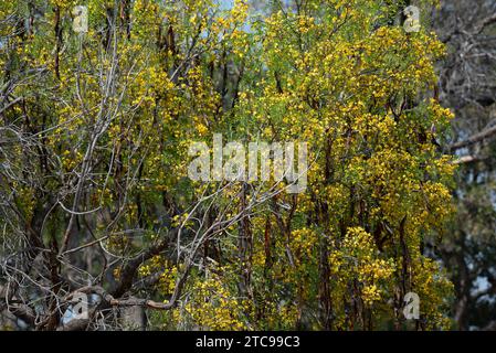 Long-tail Cassia tree, Cassia abbreviata, with Sjambok pods, Kruger ...