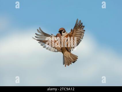 two sparrow birds fly and flutter their wings against the background of ...