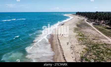 The incredible Praia do Gunga, Brazil. The coastline full of palm trees ...