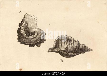 Wenceslas Hollar Angaria laciniata Stock Photo - Alamy