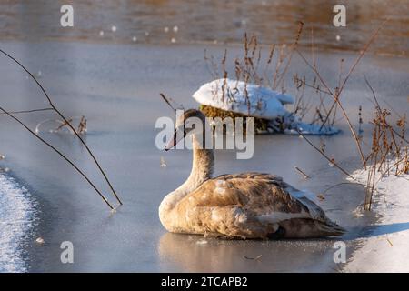 Swan on ice Stock Photo - Alamy