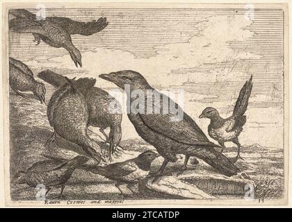 Wenceslas Hollar Raven, crows and magpies Stock Photo - Alamy