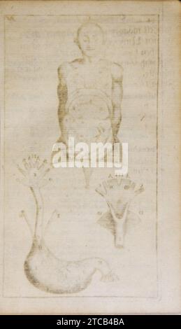 Wesling Kuenstliche Zerlegung 053 Stock Photo - Alamy