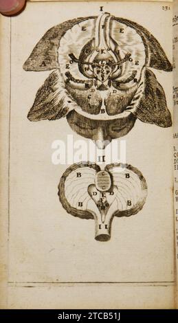 Wesling Kuenstliche Zerlegung 294 Stock Photo - Alamy