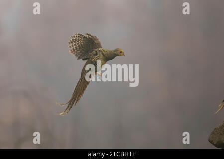 Golden Pheasant in flight Stock Photo - Alamy