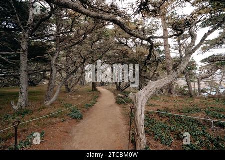 Walkway through dark cypress forest at Point Lobos State Natural ...