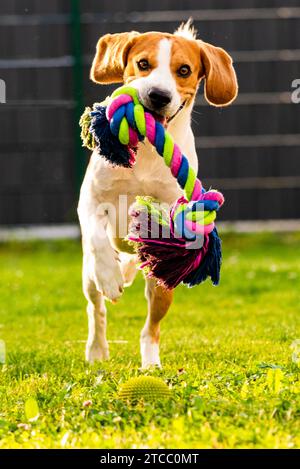 Beagle dog runs towards camera with a rope toy. Dog in garden Stock ...